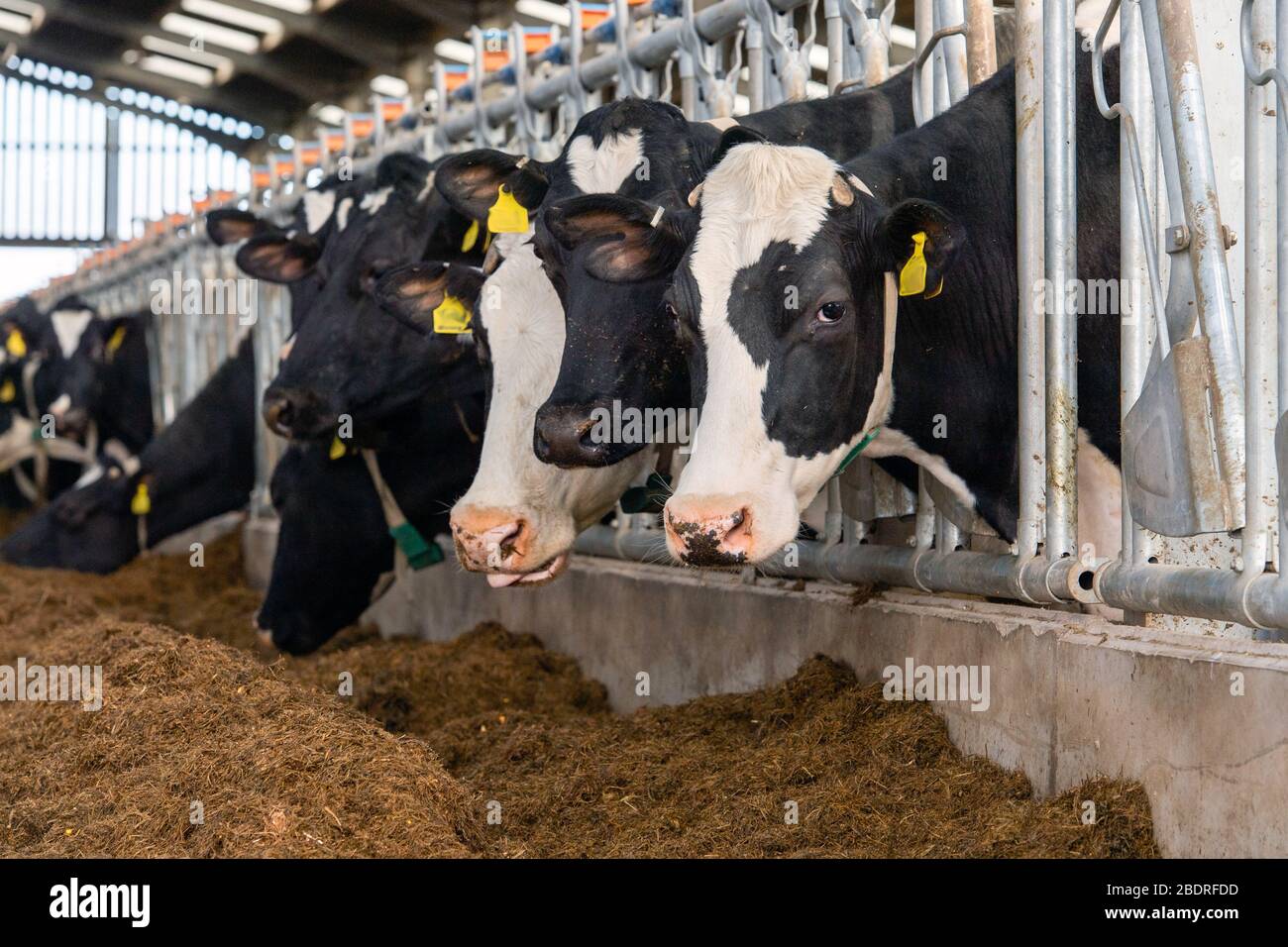 Cuil farm hi-res stock photography and images - Alamy