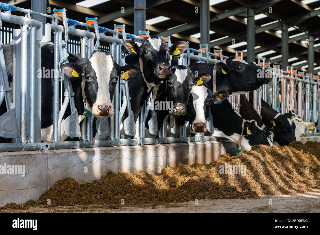 Cuil farm hi-res stock photography and images - Alamy