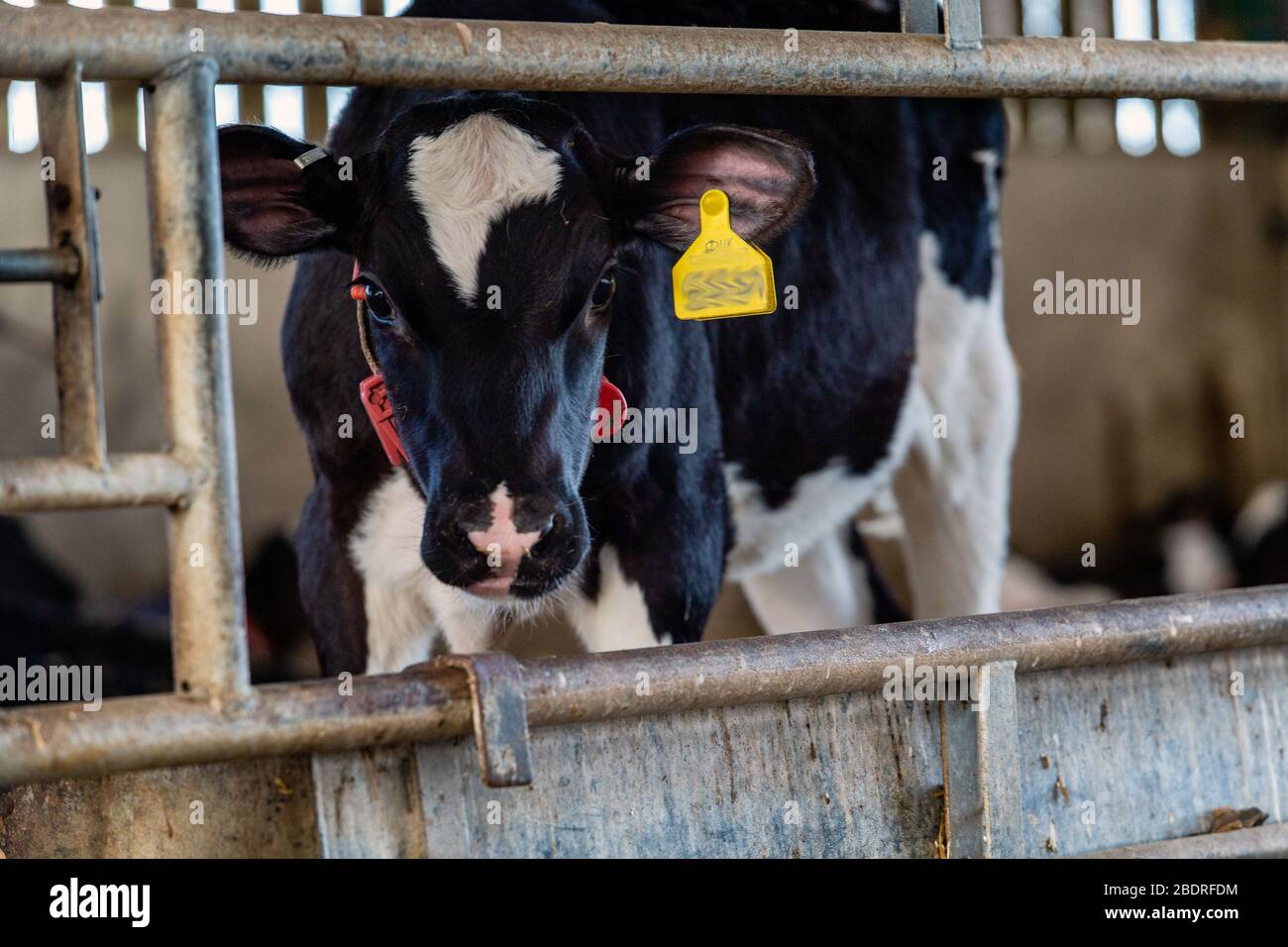 Cuil Farm High Resolution Stock Photography and Images - Alamy