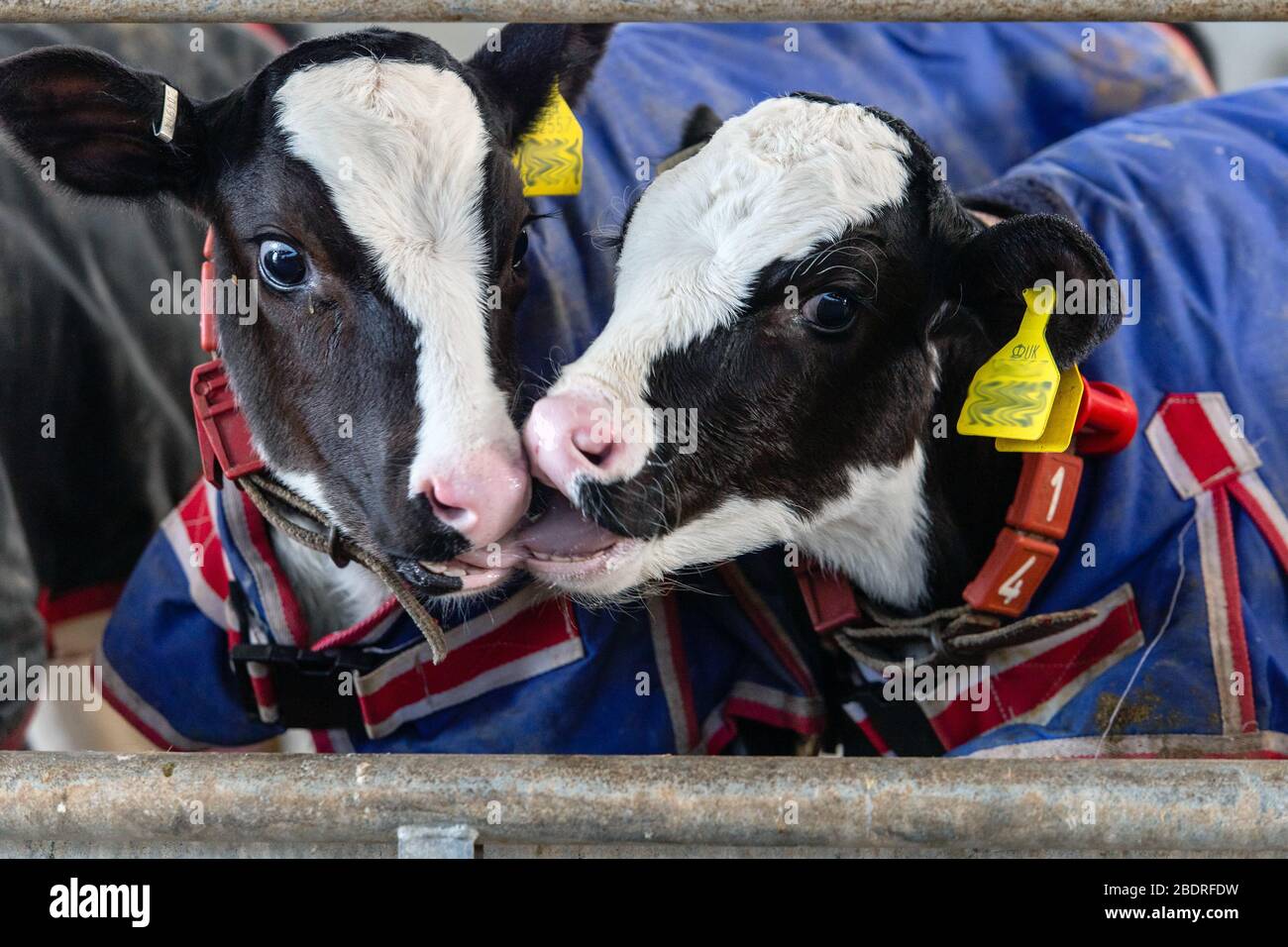 Cuil farm hi-res stock photography and images - Alamy