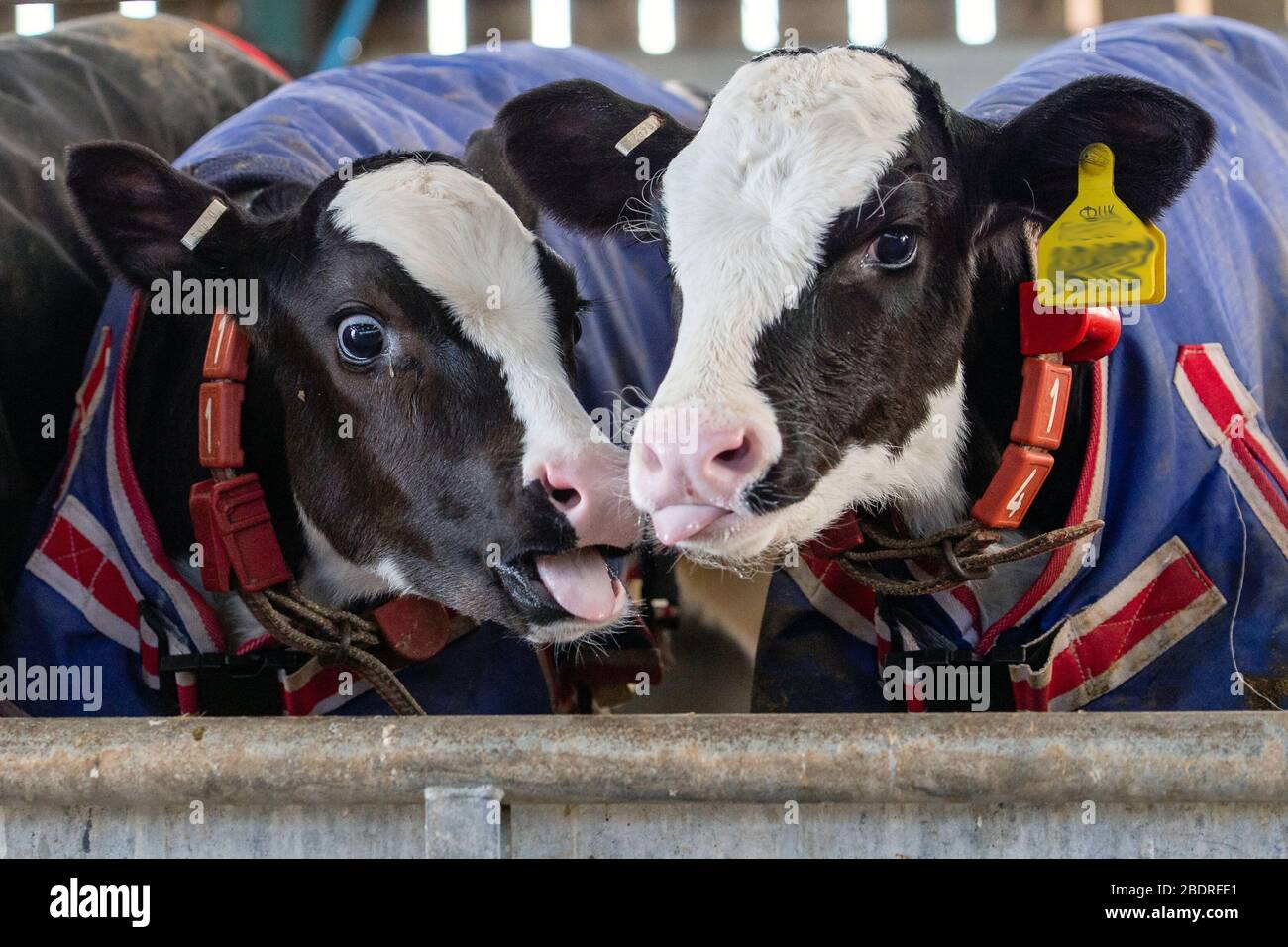 Cow Alert, The Campbells/Cuil Farm Stock Photo - Alamy