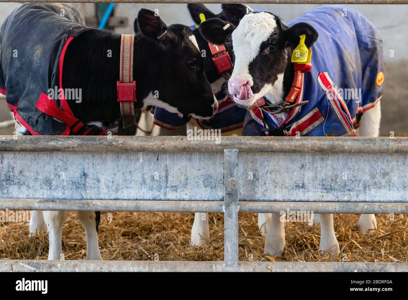 Cow Alert, The Campbells/Cuil Farm Stock Photo - Alamy