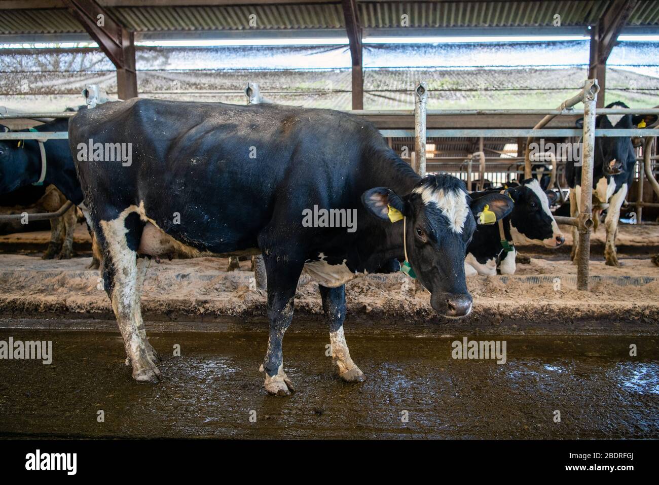 Cuil farm hi-res stock photography and images - Alamy