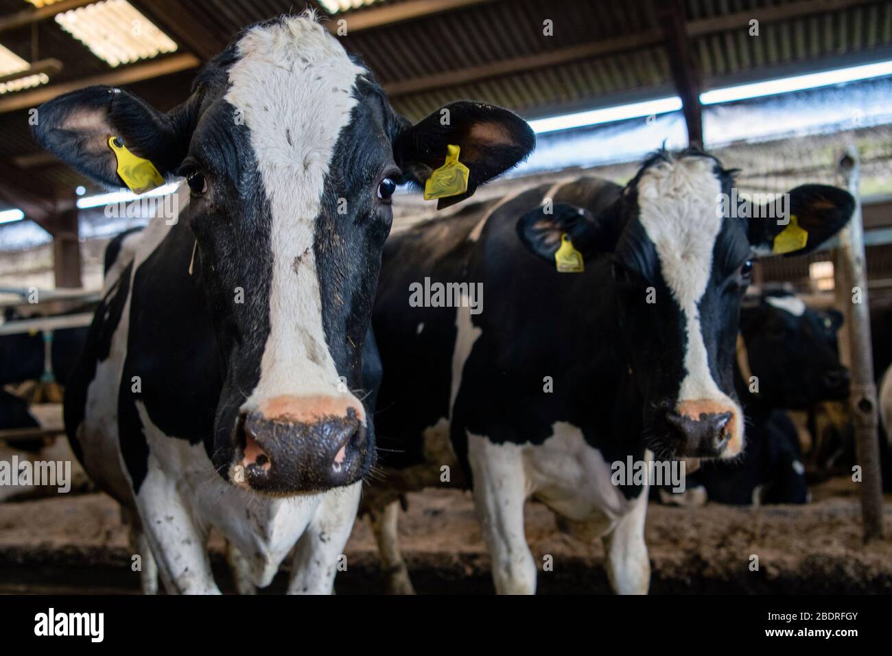 Cow Alert, The Campbells/Cuil Farm Stock Photo - Alamy