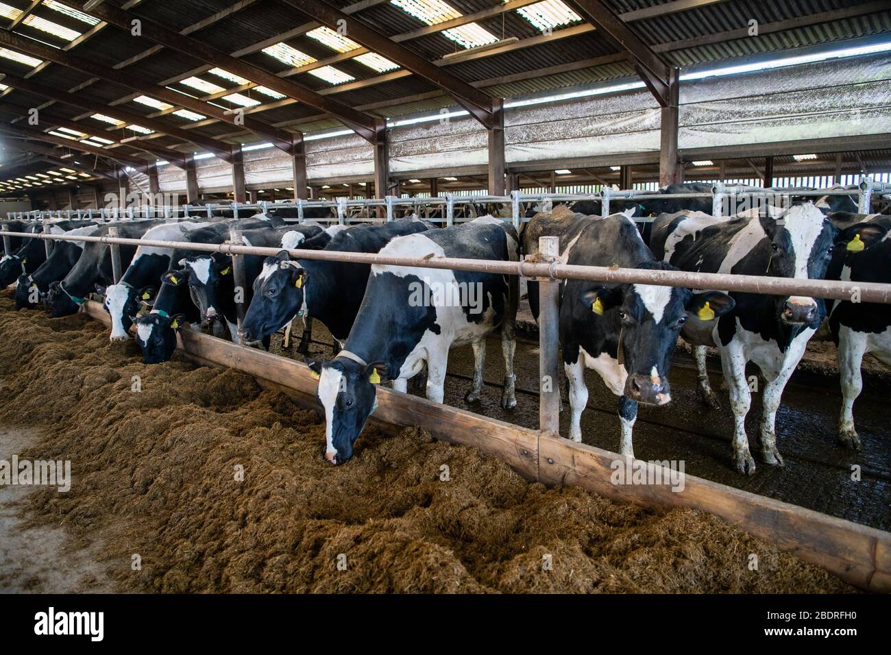 Cuil farm hi-res stock photography and images - Alamy