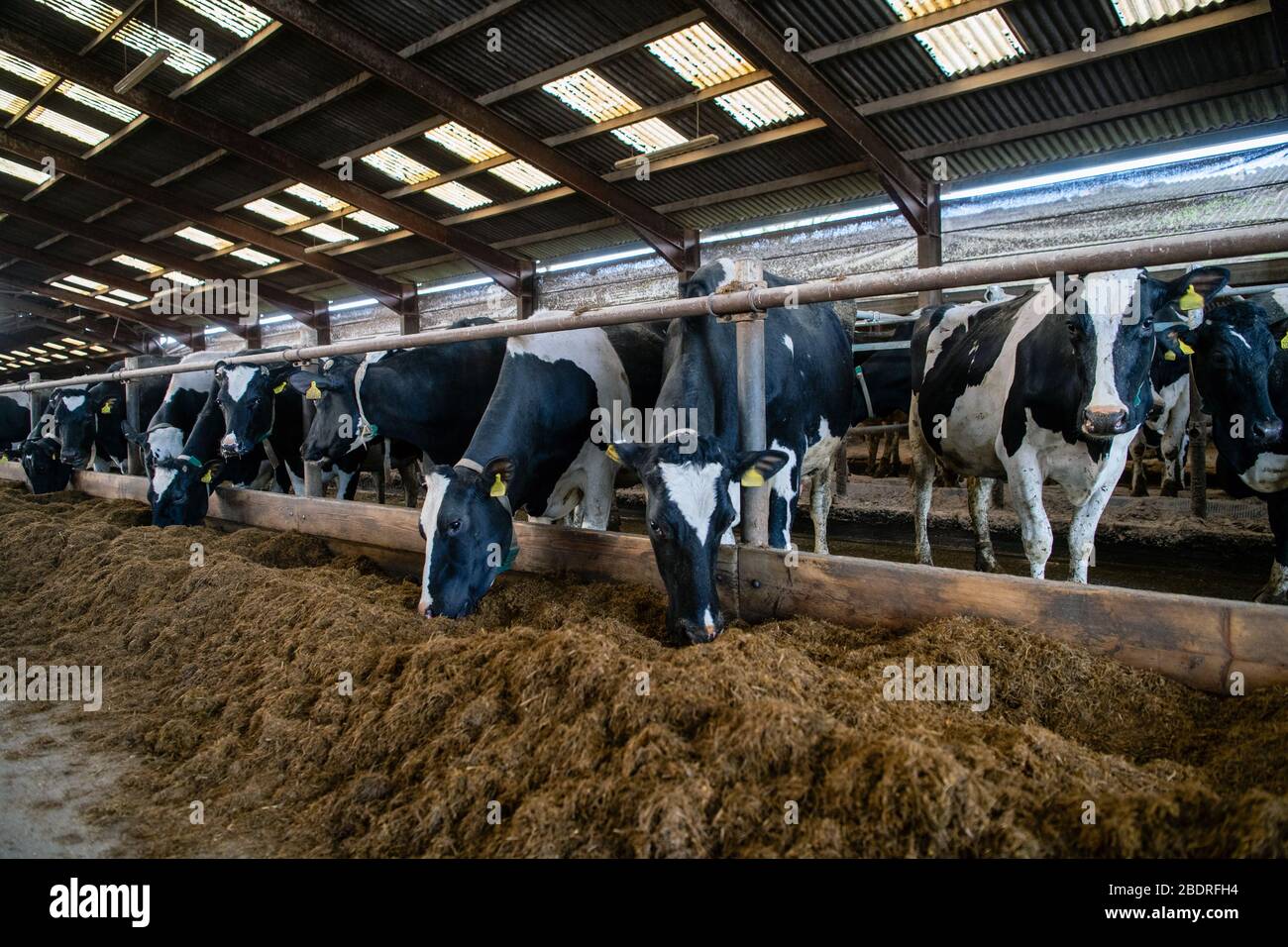 Cow Alert, The Campbells/Cuil Farm Stock Photo - Alamy