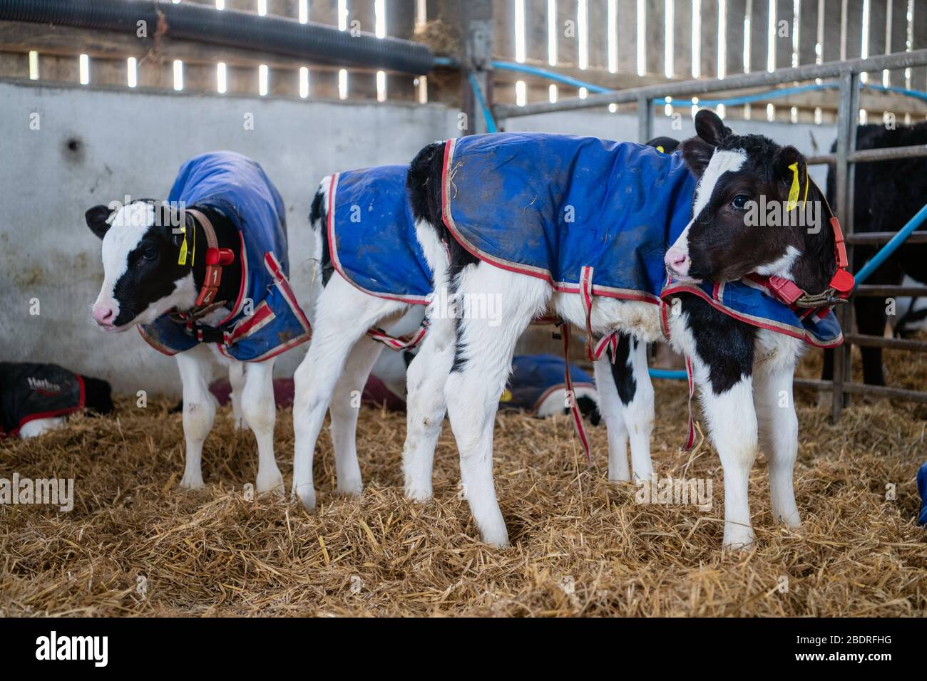 Baby cow barn hi-res stock photography and images - Alamy