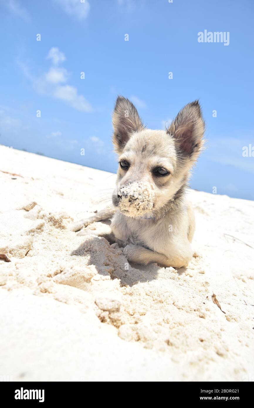A sandy dog puppy on a beautiful tropical beach in the sunshine of ...