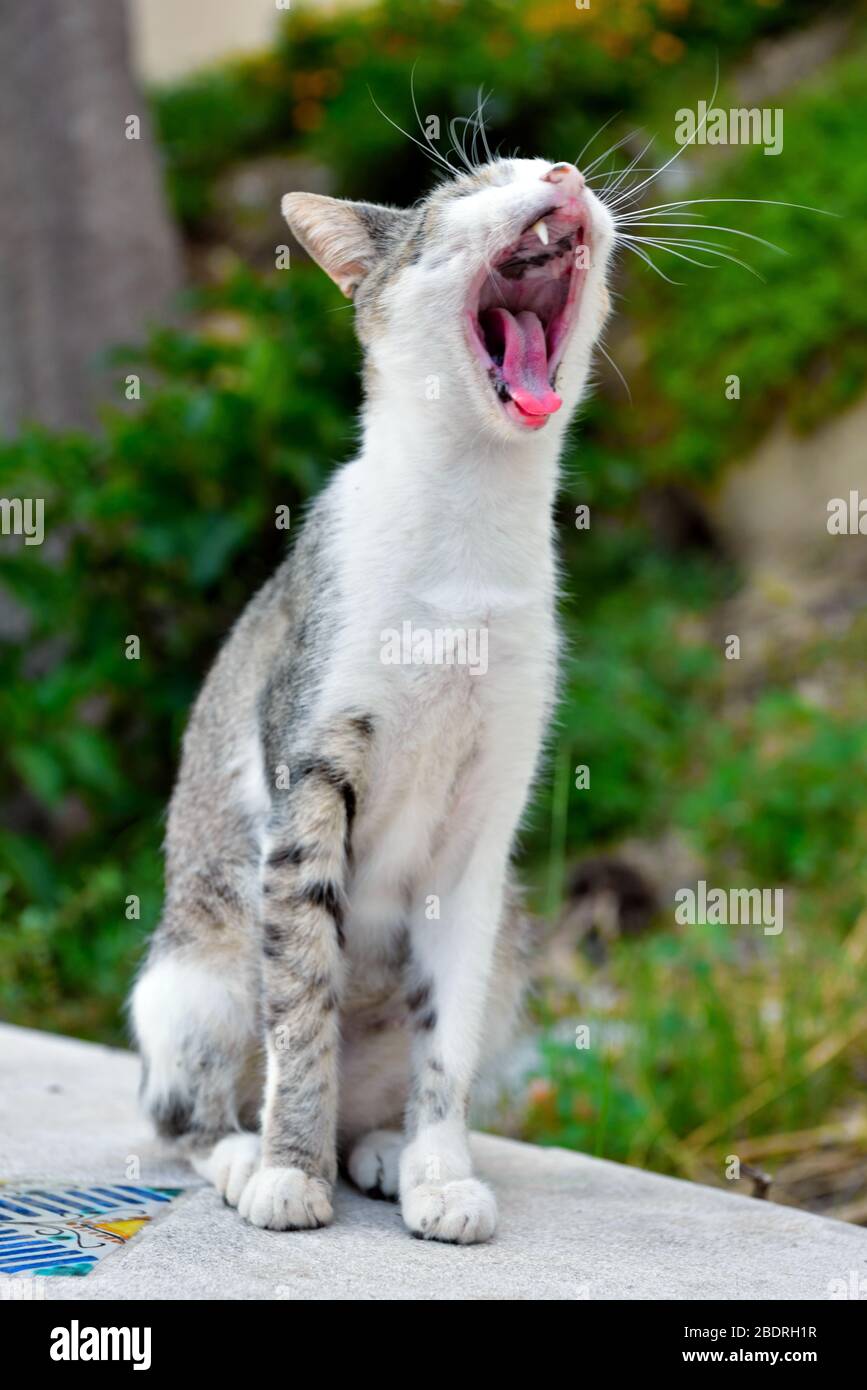 Sicily kitten hi-res stock photography and images - Alamy