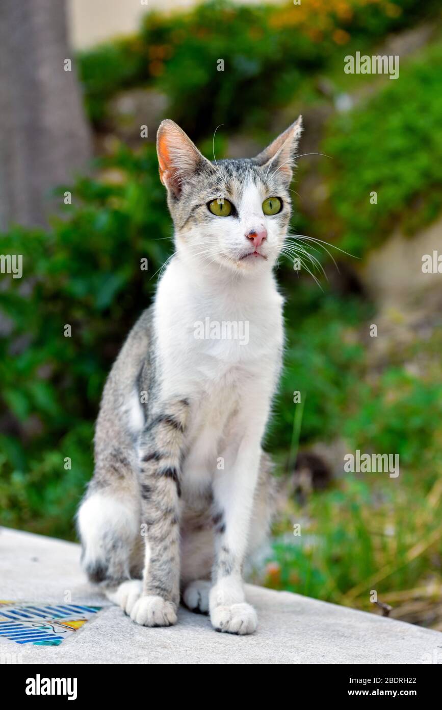 Sicily kitten hi-res stock photography and images - Alamy