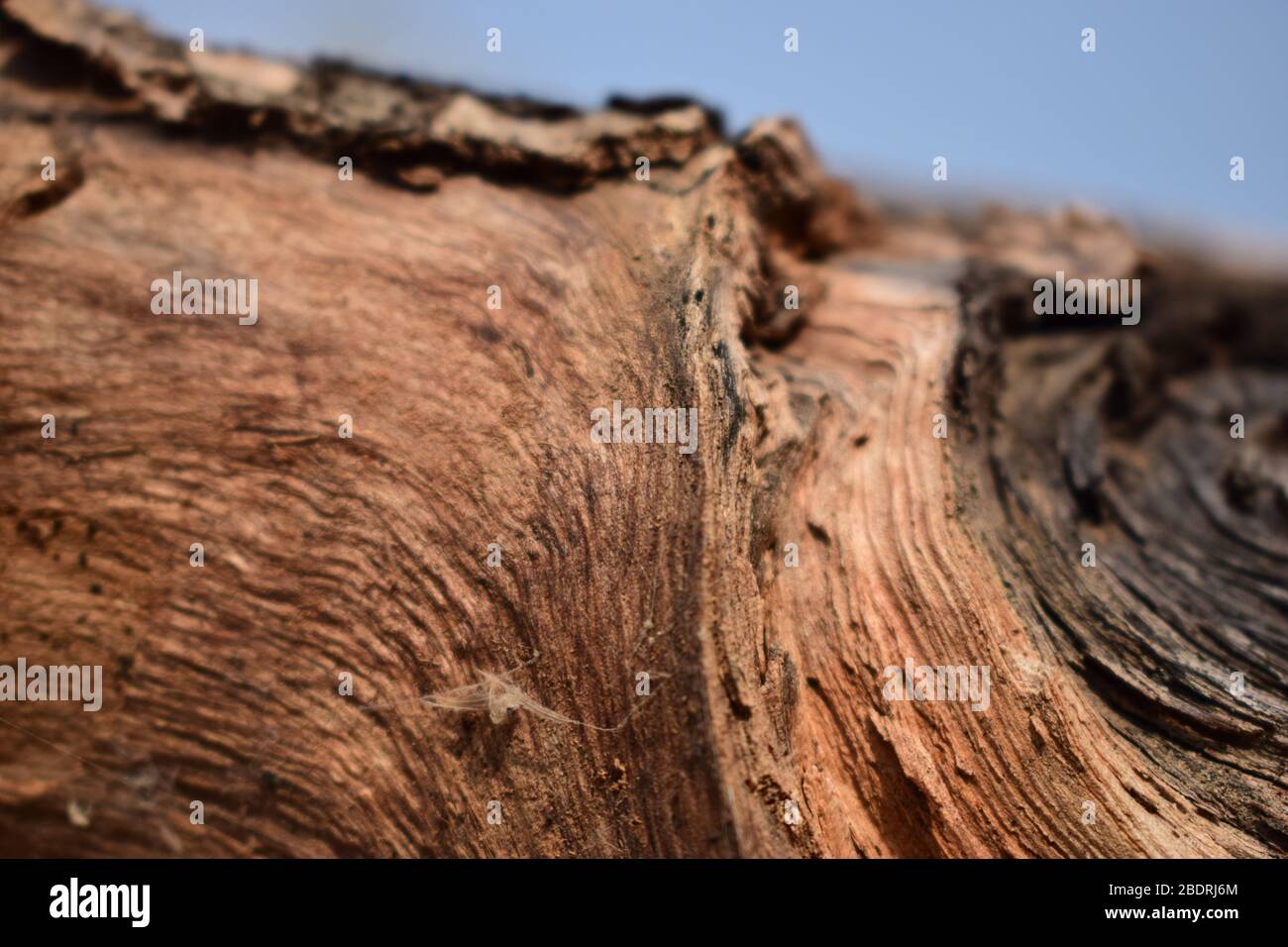 Teak Texture High Resolution Stock Photography and Images - Alamy