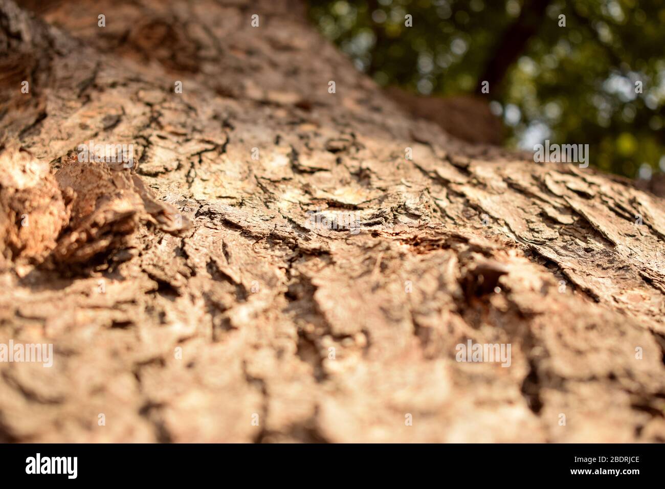 Dry Tree Bark Texture Close up Background Stock Photography Image Stock ...