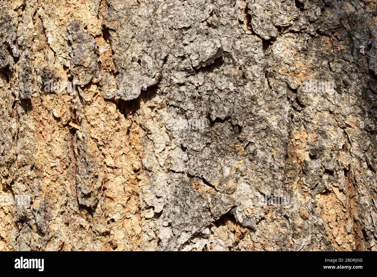 Dry Tree Bark Texture Close up Background Stock Photography Image Stock ...