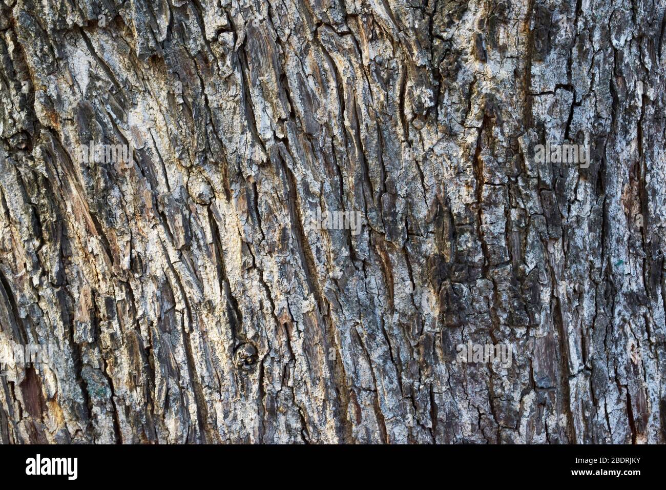 Tree Bark Rugged Texture Background Macro Stock Photography Image Stock ...