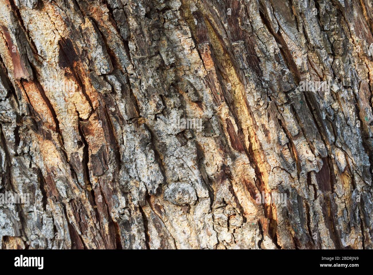 Dry Tree Bark Texture Close up Background Stock Photography Image Stock ...