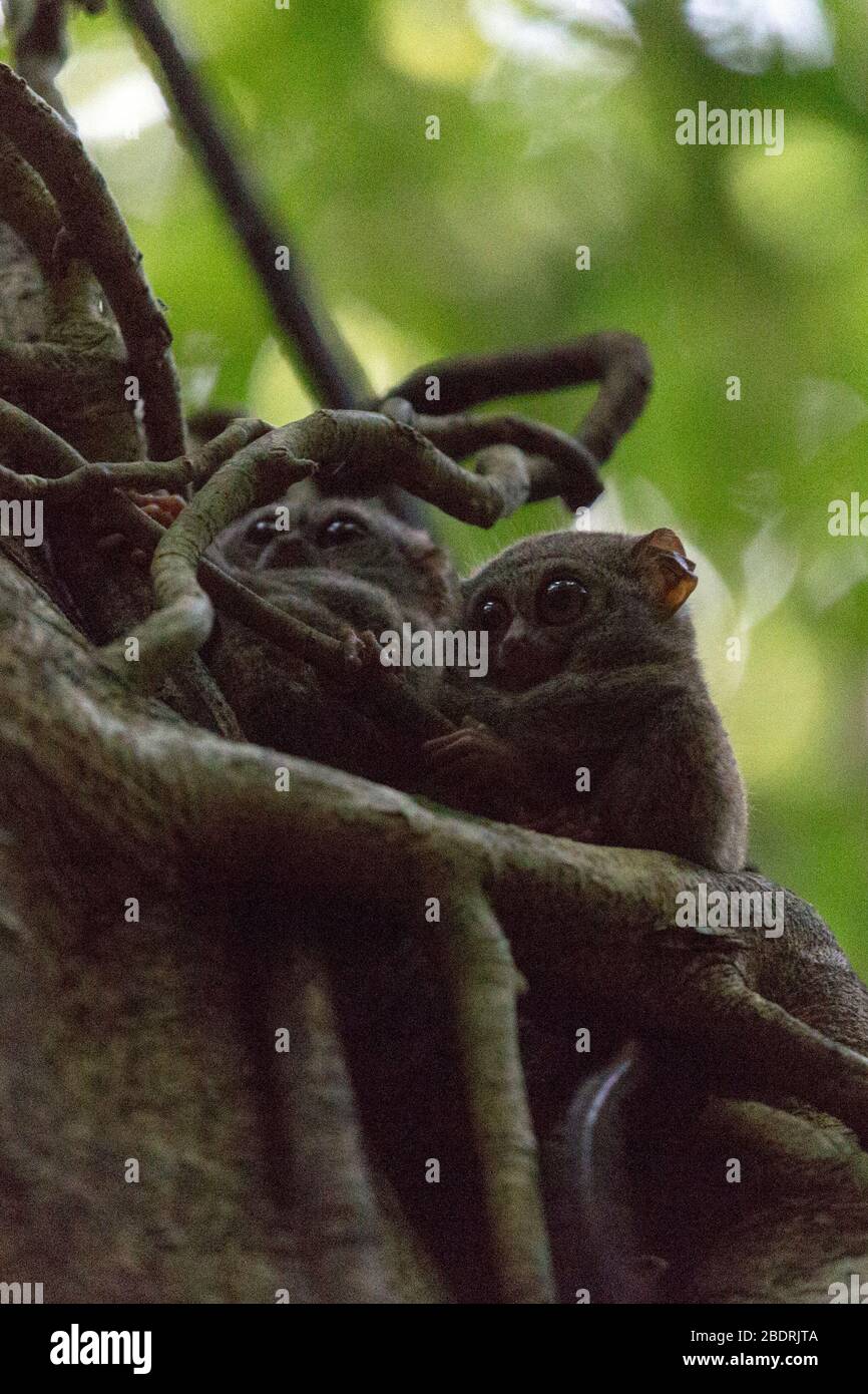 Tarsius eat hi-res stock photography and images - Alamy