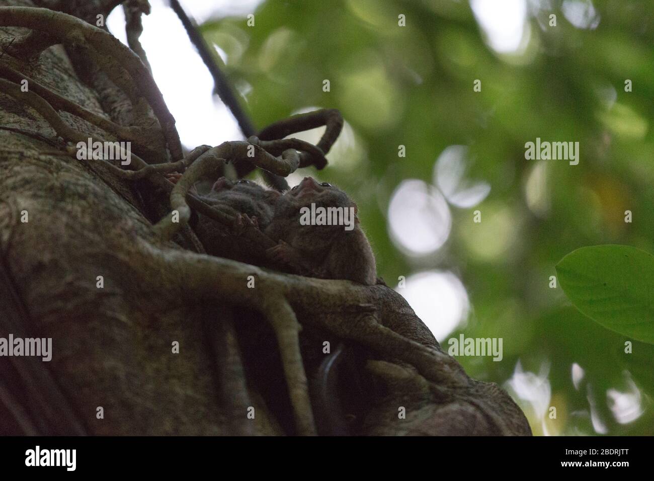 Two tarsius on a tree at evening in Tangkoko, Indonesia Stock Photo - Alamy
