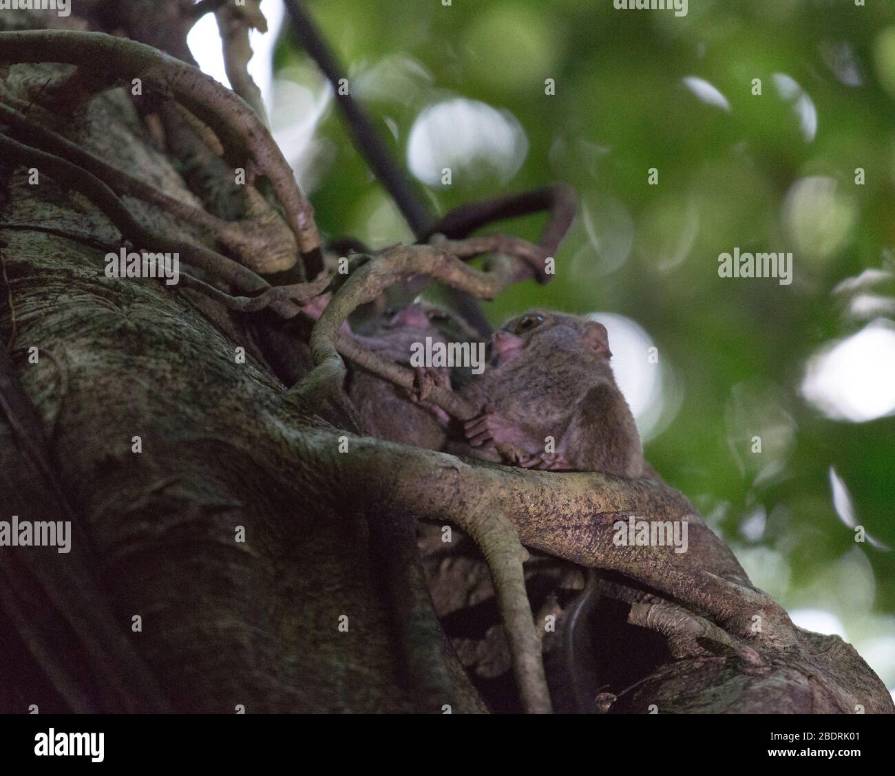Two tarsius on a tree at evening in Tangkoko, Indonesia Stock Photo - Alamy