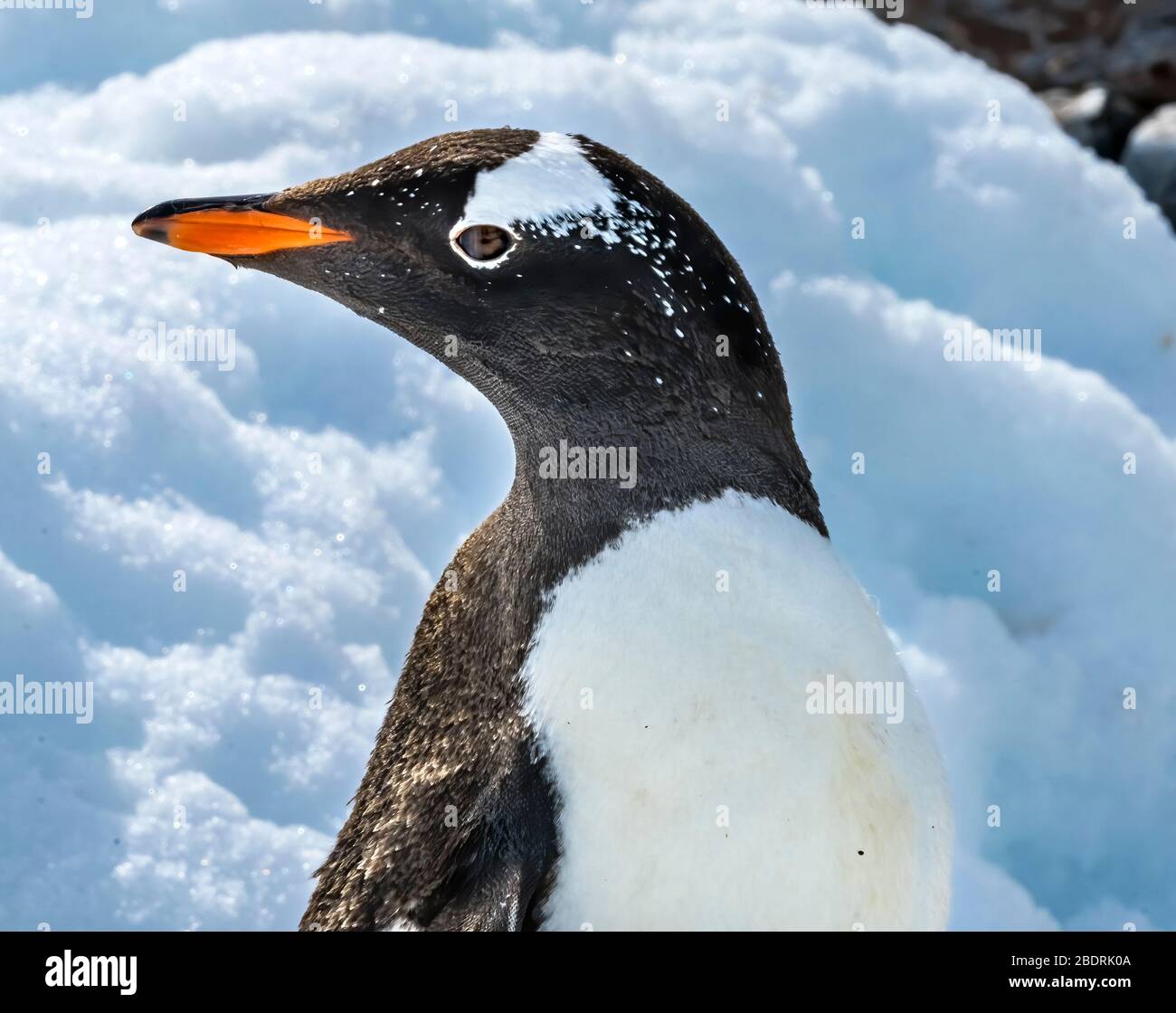 Penguin highway hi-res stock photography and images - Alamy