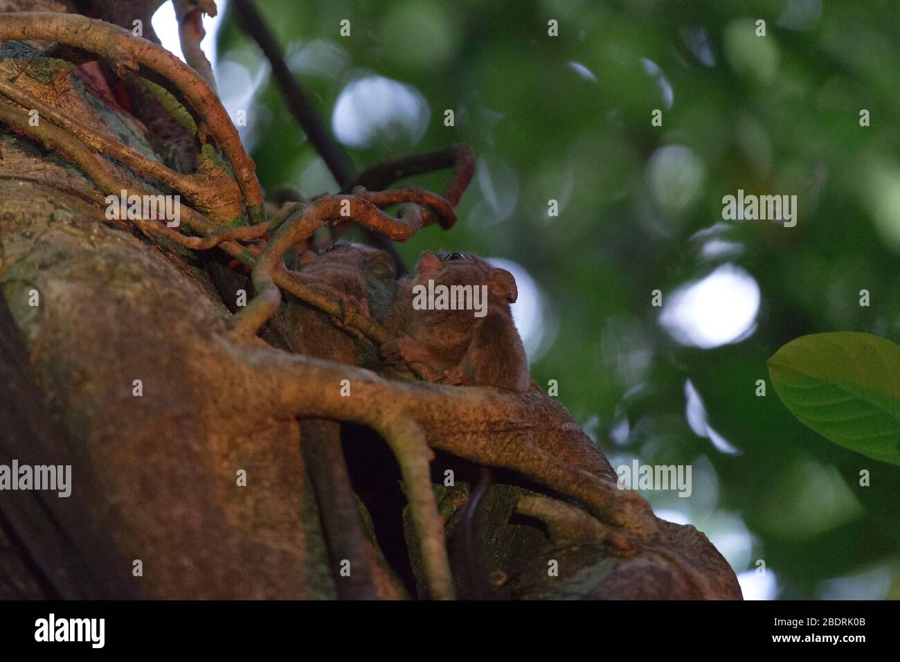 Tarsius eat hi-res stock photography and images - Alamy