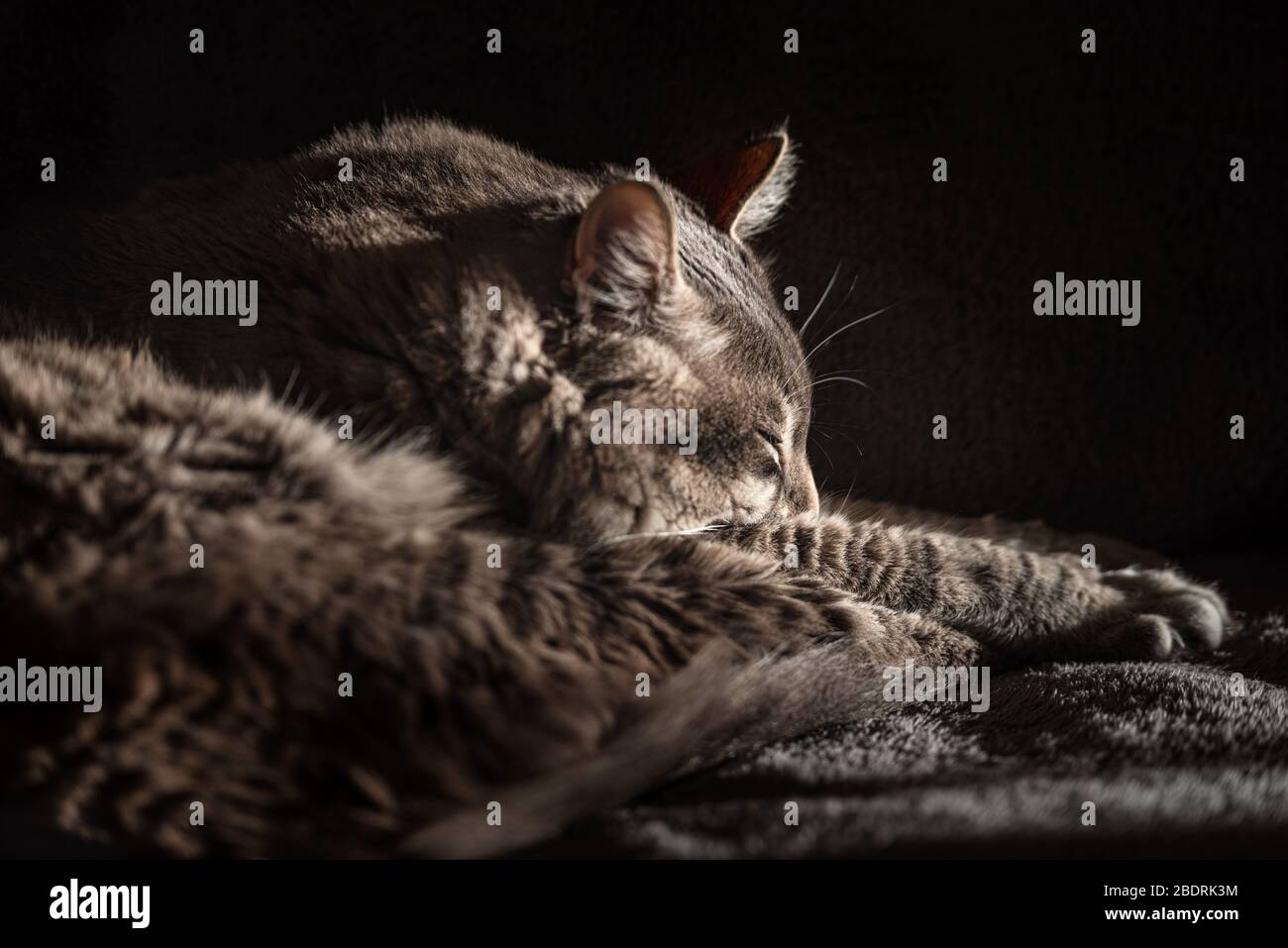 Cat sleeping on bed at home Stock Photo - Alamy