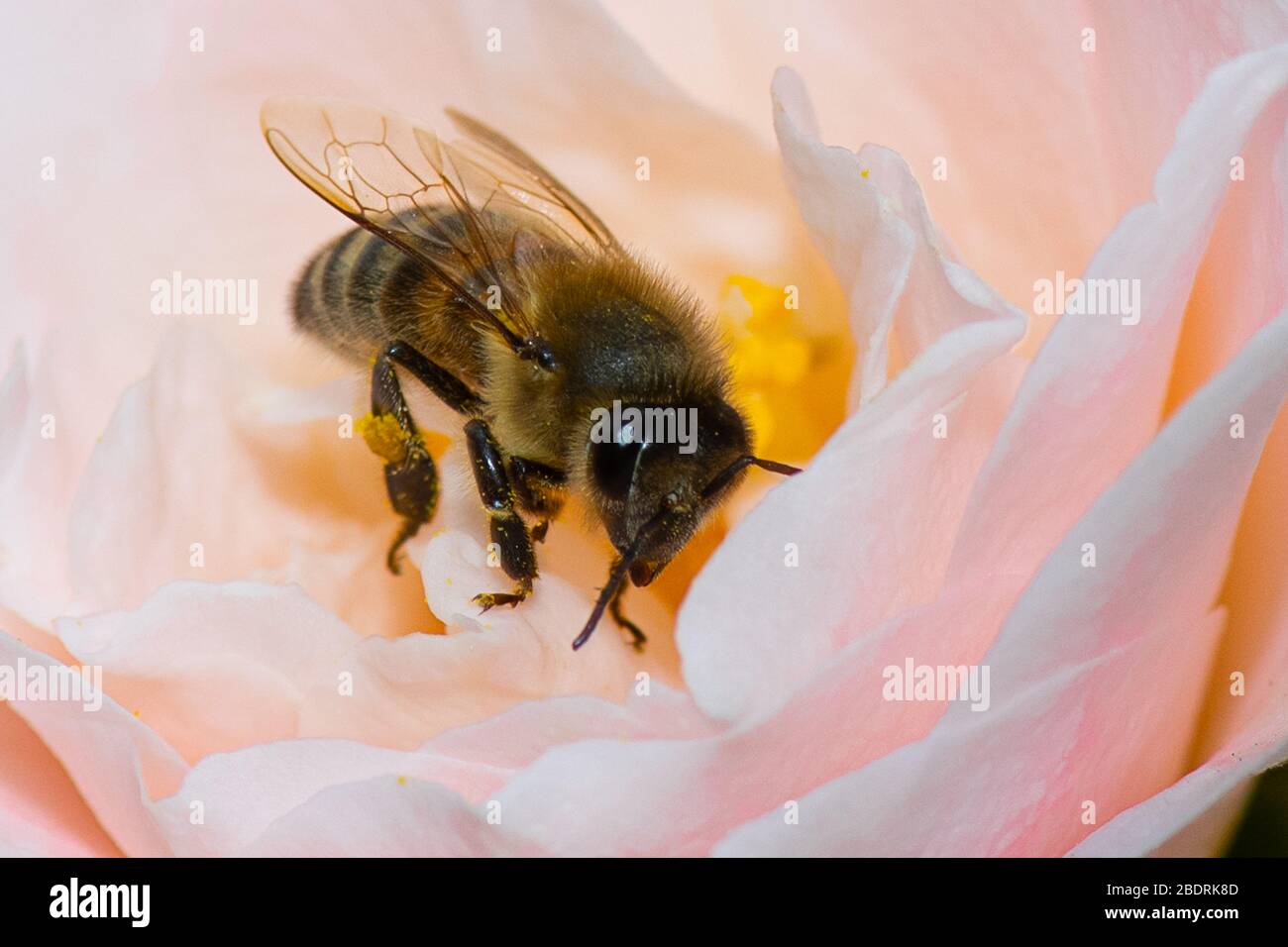 Bee collecting pollen from Camellia flower in early in the spring Stock ...