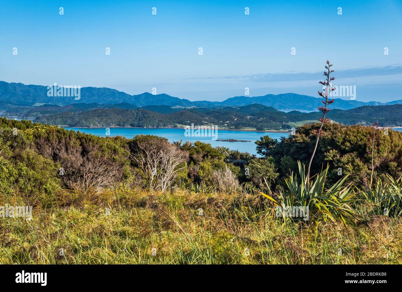 Flax plants, Rangiaukaba ridge, Whangaruru Harbour in dist, Whangaruru ...