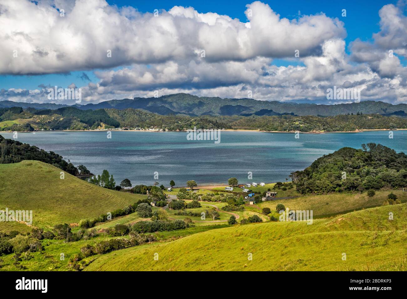 Puriri new zealand hi-res stock photography and images - Alamy