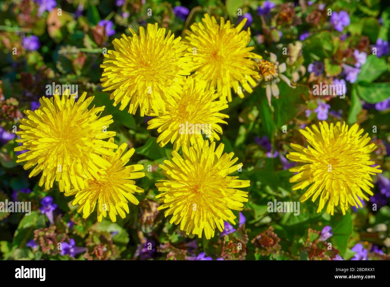 Spring yellow flowers hi-res stock photography and images - Alamy