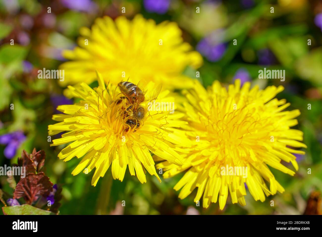 Flora butter hi-res stock photography and images - Alamy
