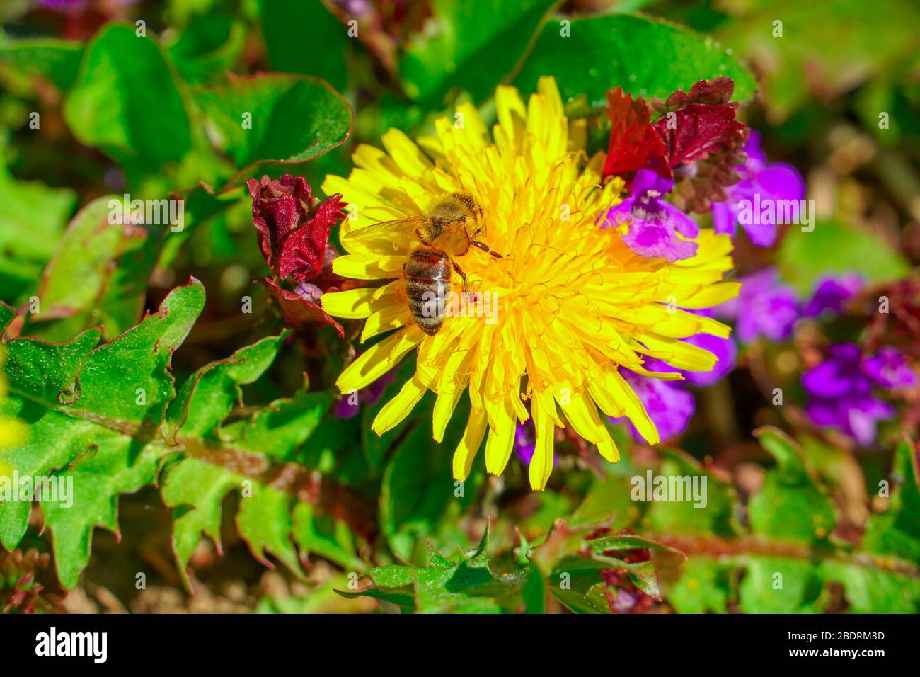 Spring began hi-res stock photography and images - Alamy