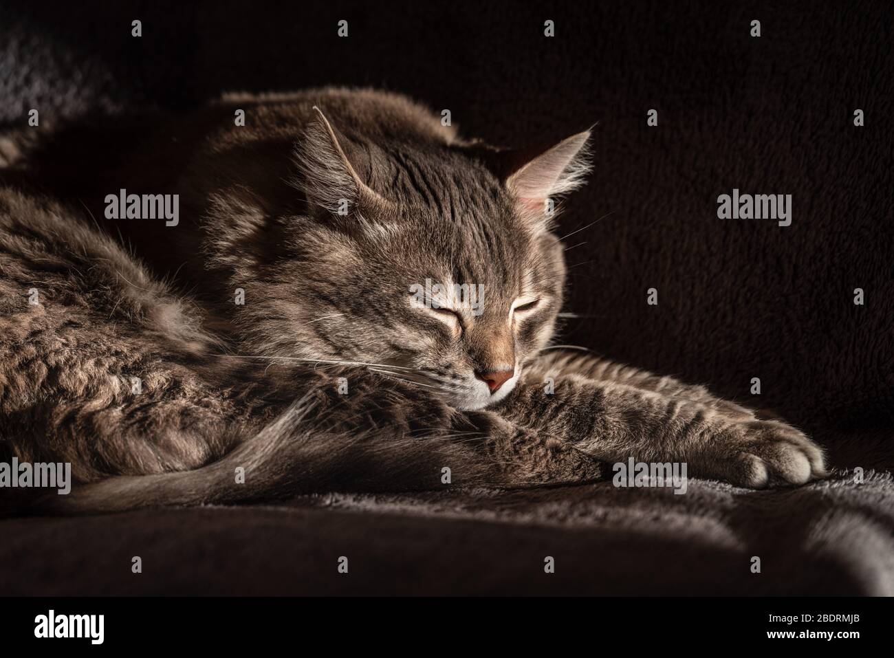 Cat sleeping on bed at home Stock Photo - Alamy