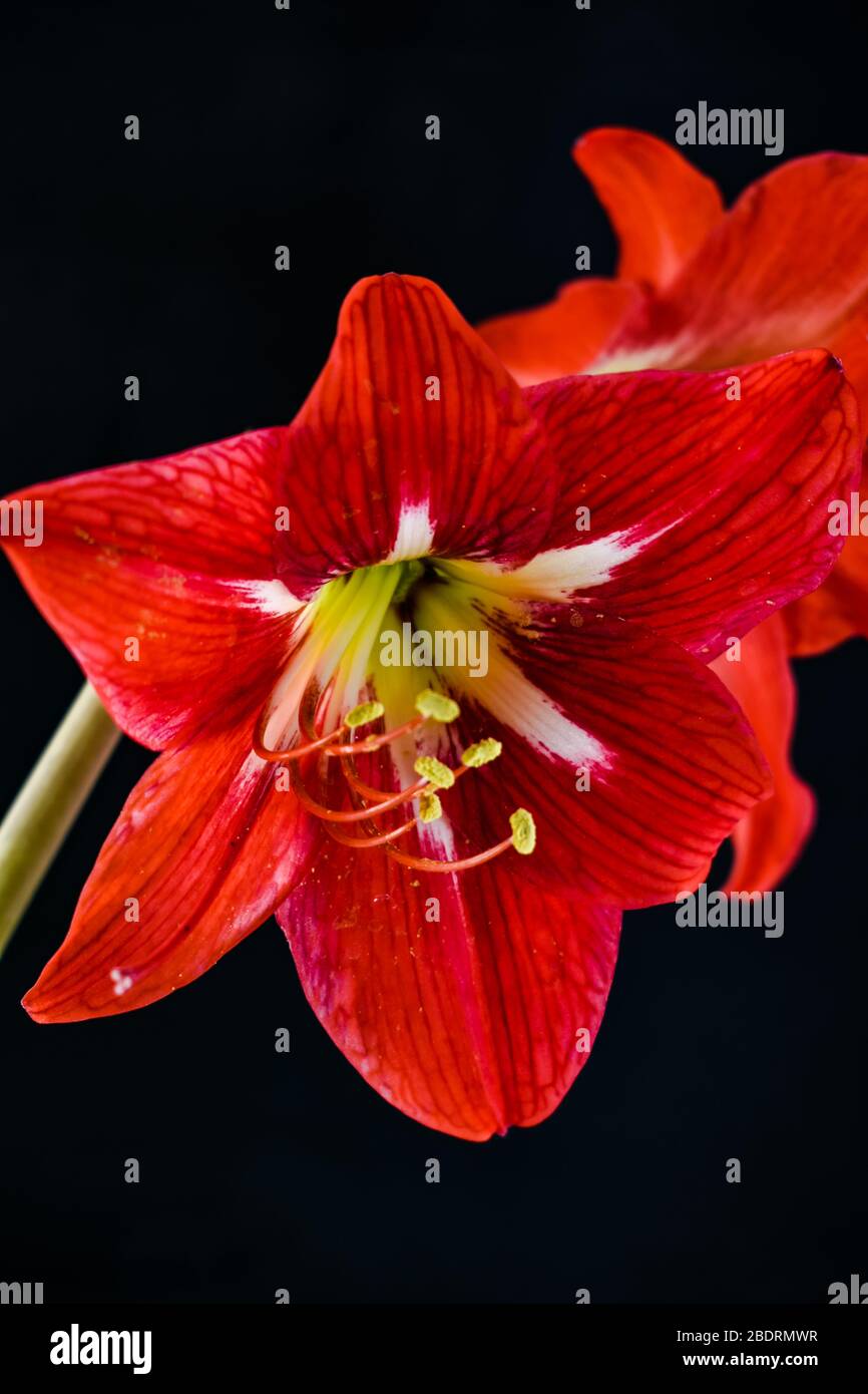 beautiful closeup photograph of Red Easter Lily flower with black ...