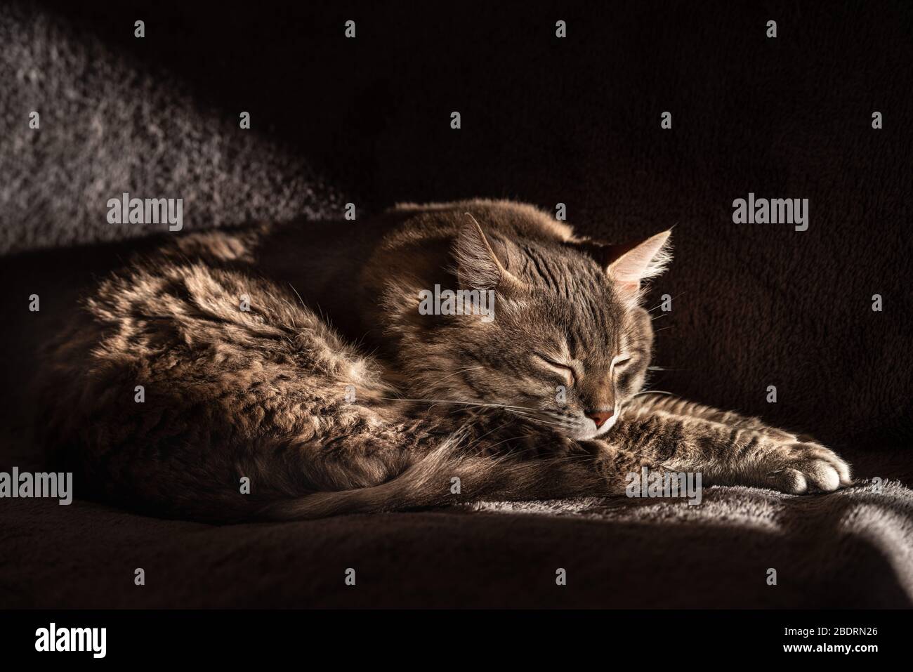 Cat sleeping on bed at home Stock Photo - Alamy