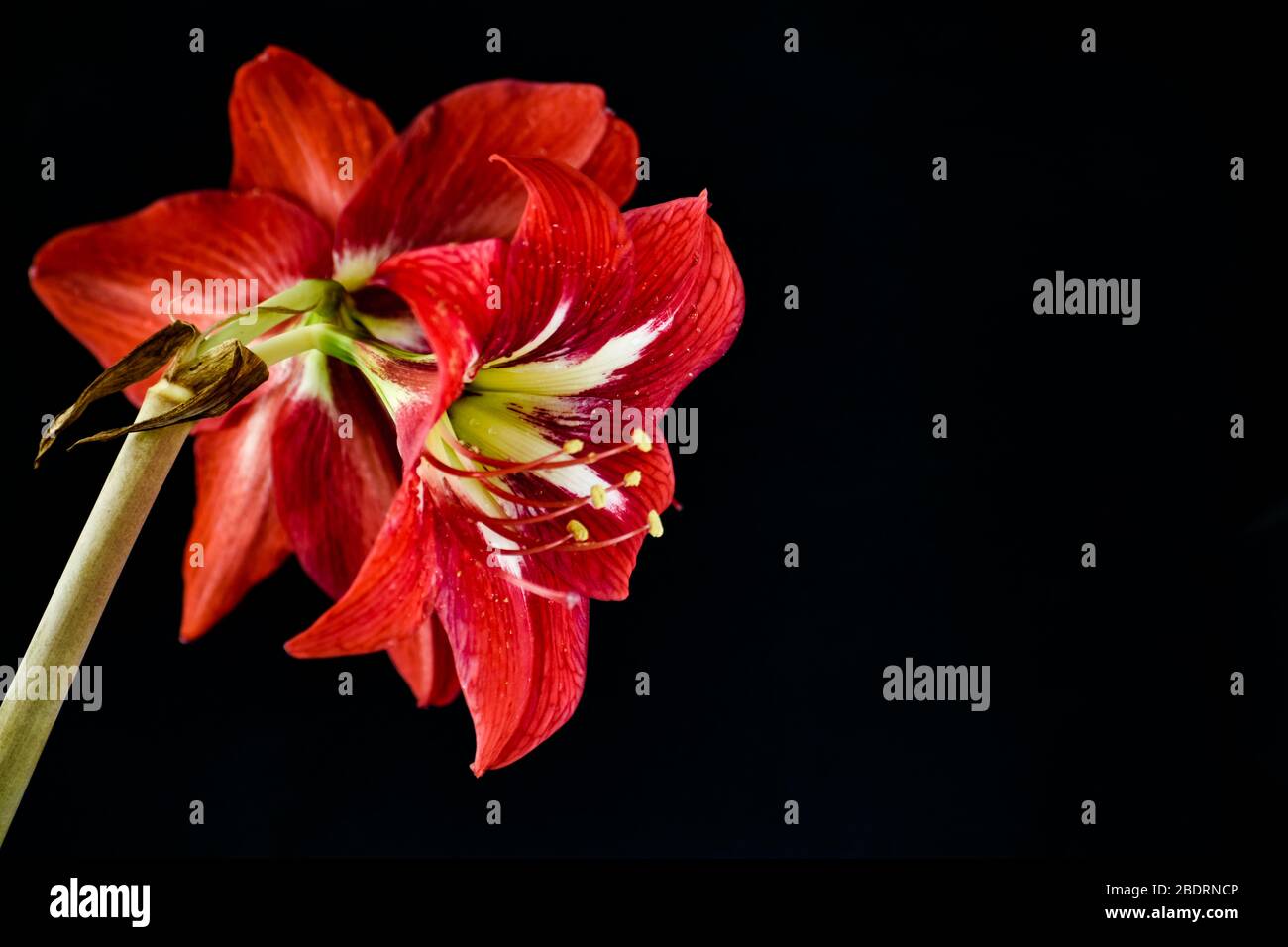 beautiful closeup photograph of Red Easter Lily flower with black ...