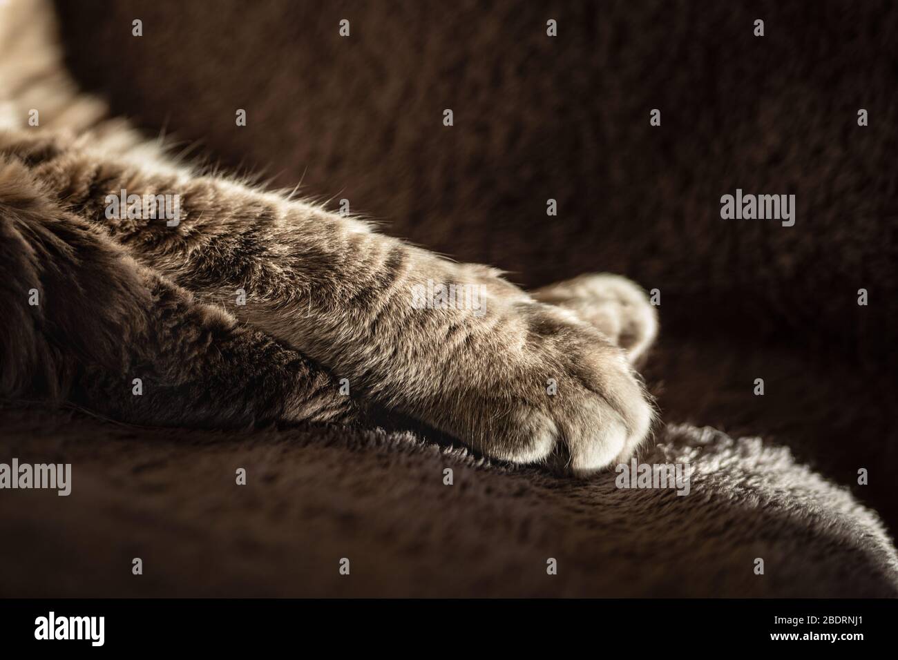 Paw closeup hi-res stock photography and images - Alamy