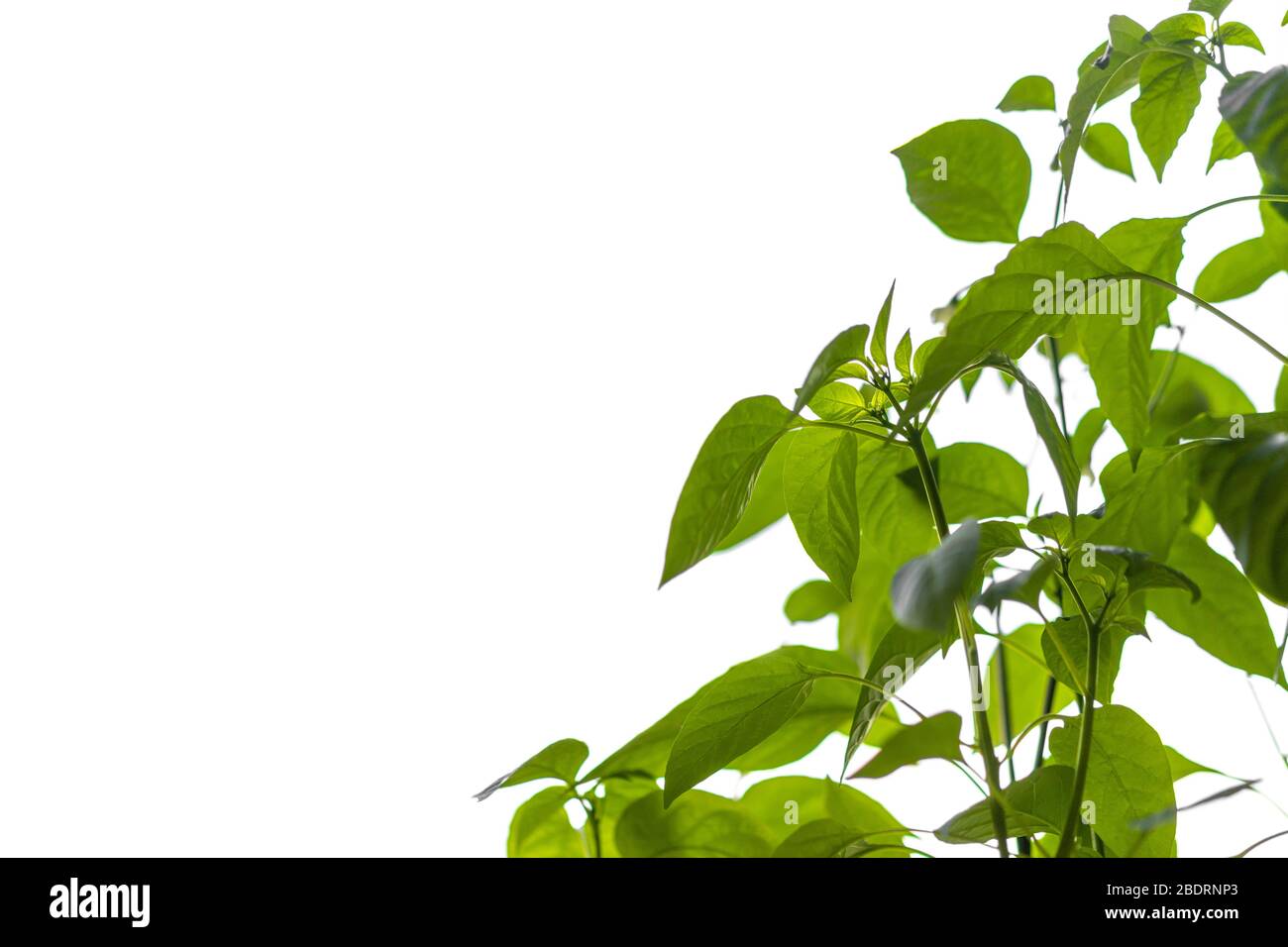 Green leaves isolated on white background. Leaves on right side ...