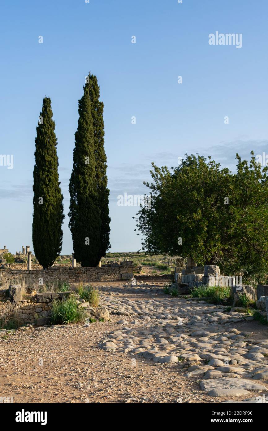 Roman trees hi-res stock photography and images - Alamy