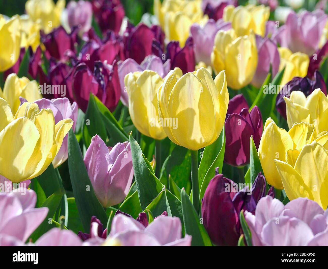 Shining tulips hi-res stock photography and images - Alamy