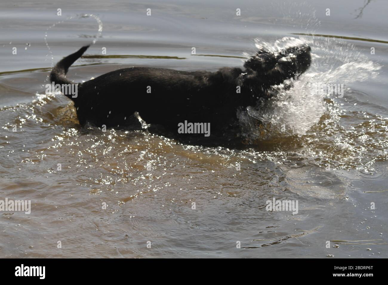 dog in water Stock Photo - Alamy
