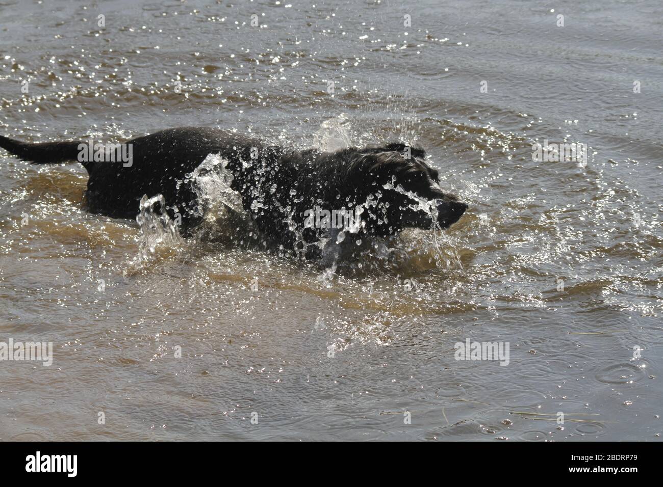 dog in water Stock Photo - Alamy