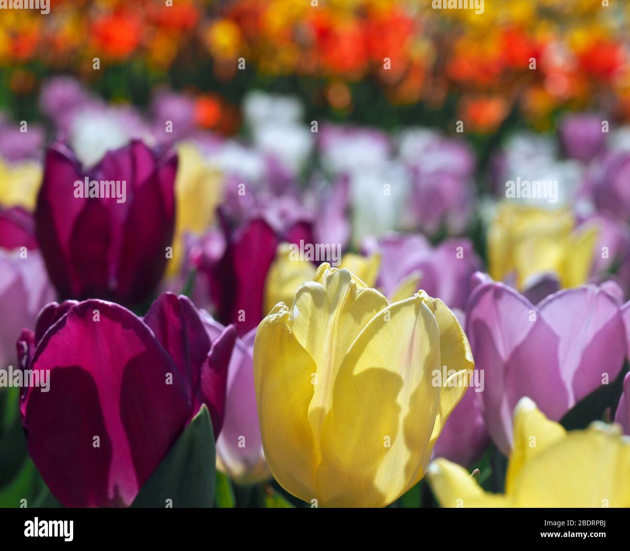 Shining tulips hi-res stock photography and images - Alamy