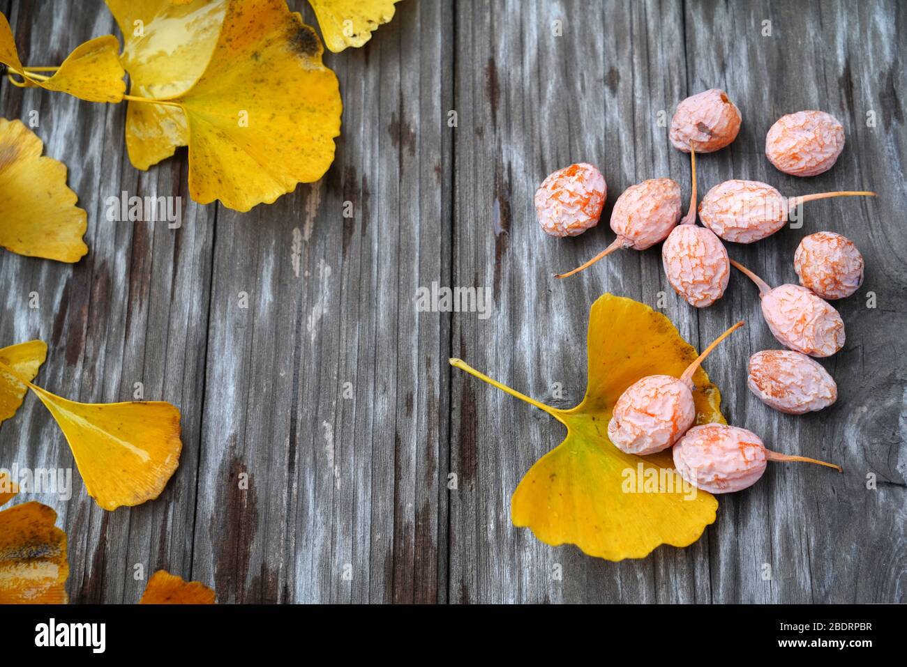 The wood of ginkgo leaves and ginkgo nut Stock Photo - Alamy