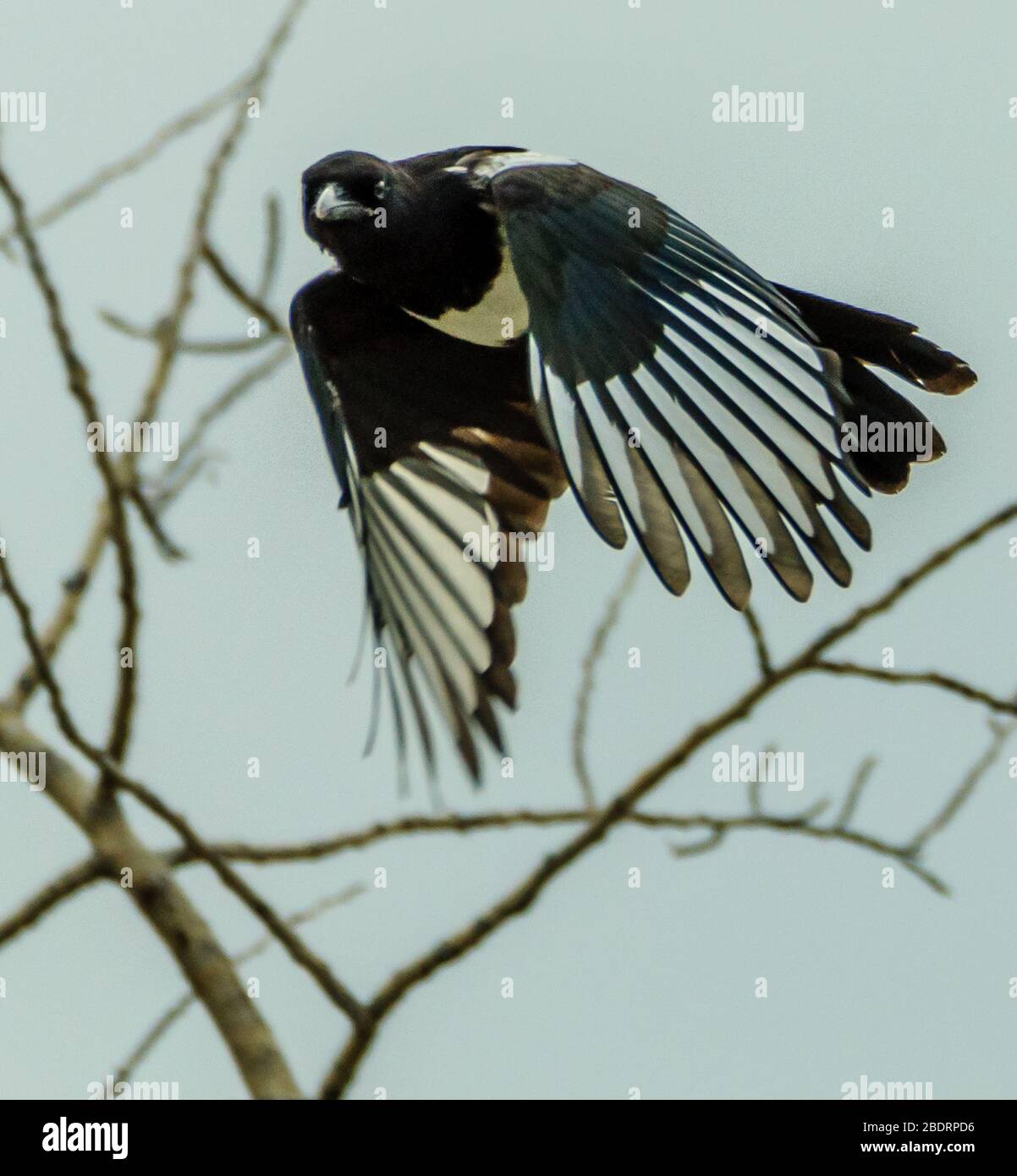 Magpie takes flight Stock Photo - Alamy