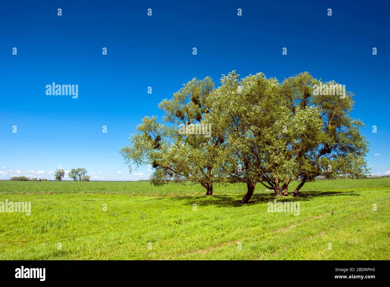 Group of trees sunny wood hi-res stock photography and images - Alamy