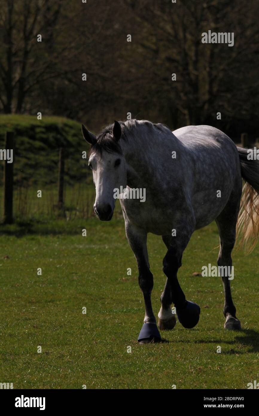 White horse, UK Stock Photo - Alamy