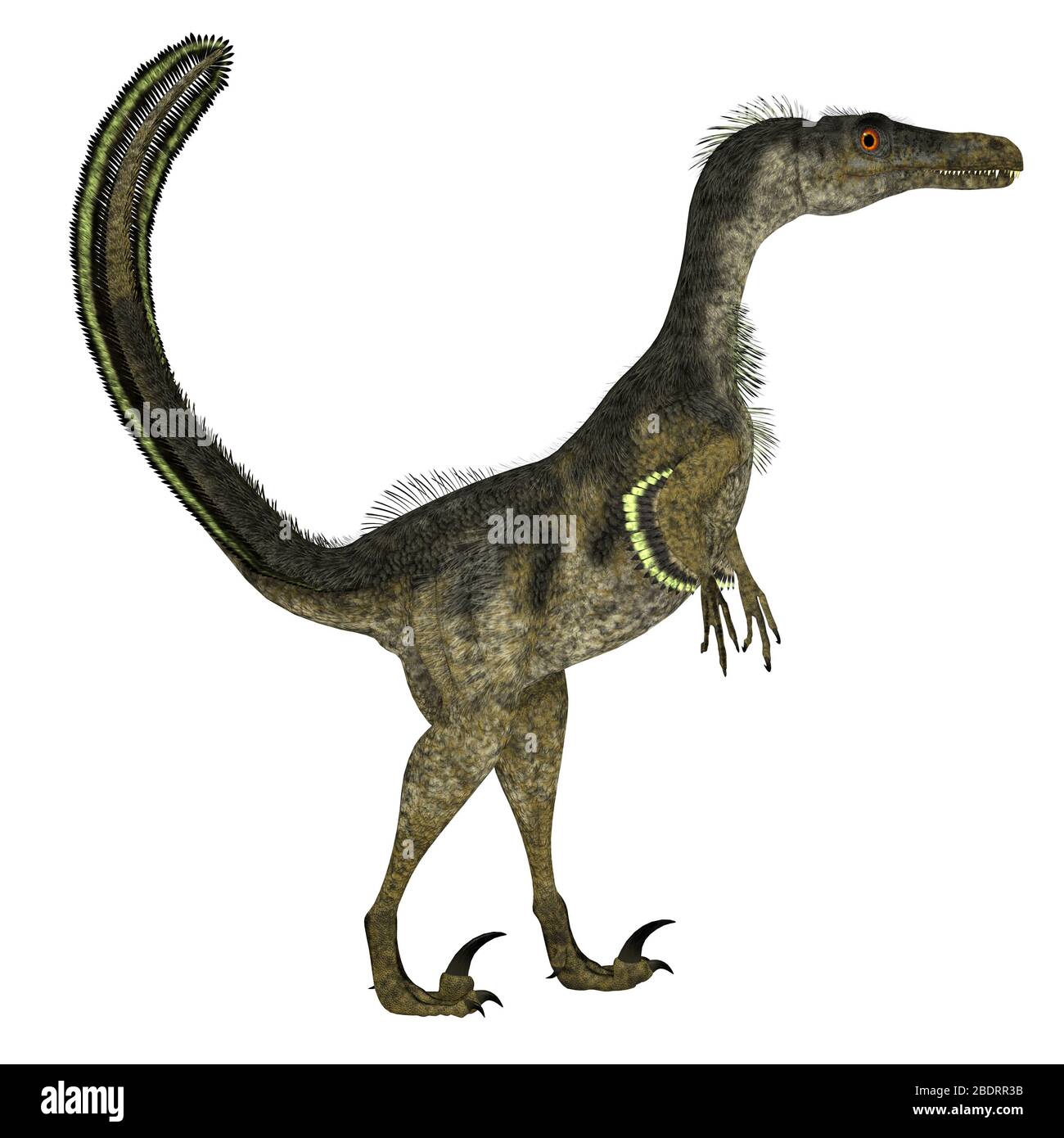 Velociraptor mongoliensis hi-res stock photography and images - Alamy