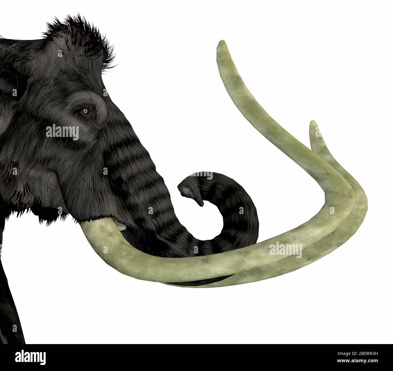 The Woolly Mammoth was a herbivorous elephant that lived in Asia ...