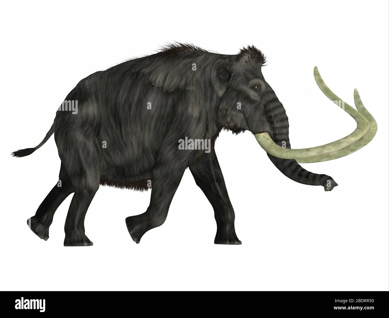 The Woolly Mammoth was a herbivorous elephant that lived in Asia ...