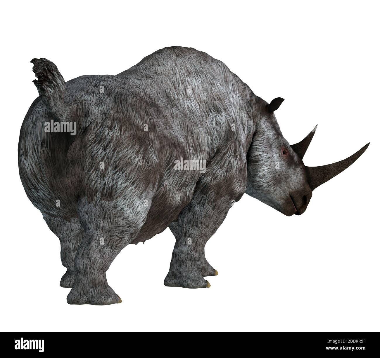 Woolly Rhino Size